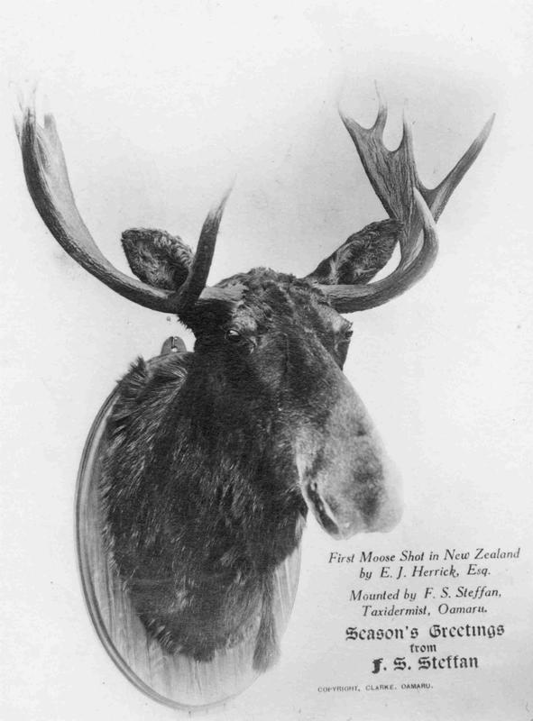 First moose shot in New Zealand, by E. J. Herrick. - Culture Waitaki