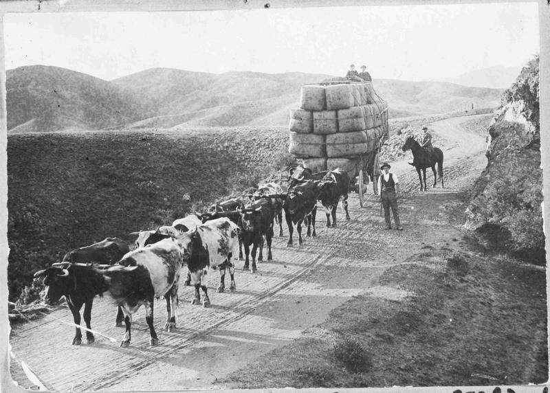 Jack Fogarty with his bullock team. - Culture Waitaki