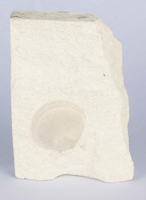 Fossil Scallop Shell in Limestone Block - Culture Waitaki