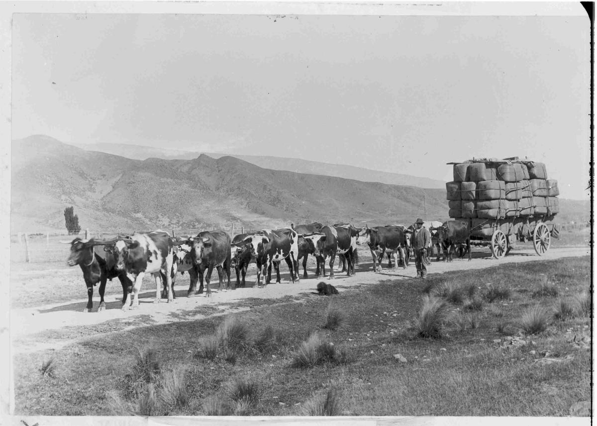 J. Stewart's Bullock team, Kurow. - Culture Waitaki