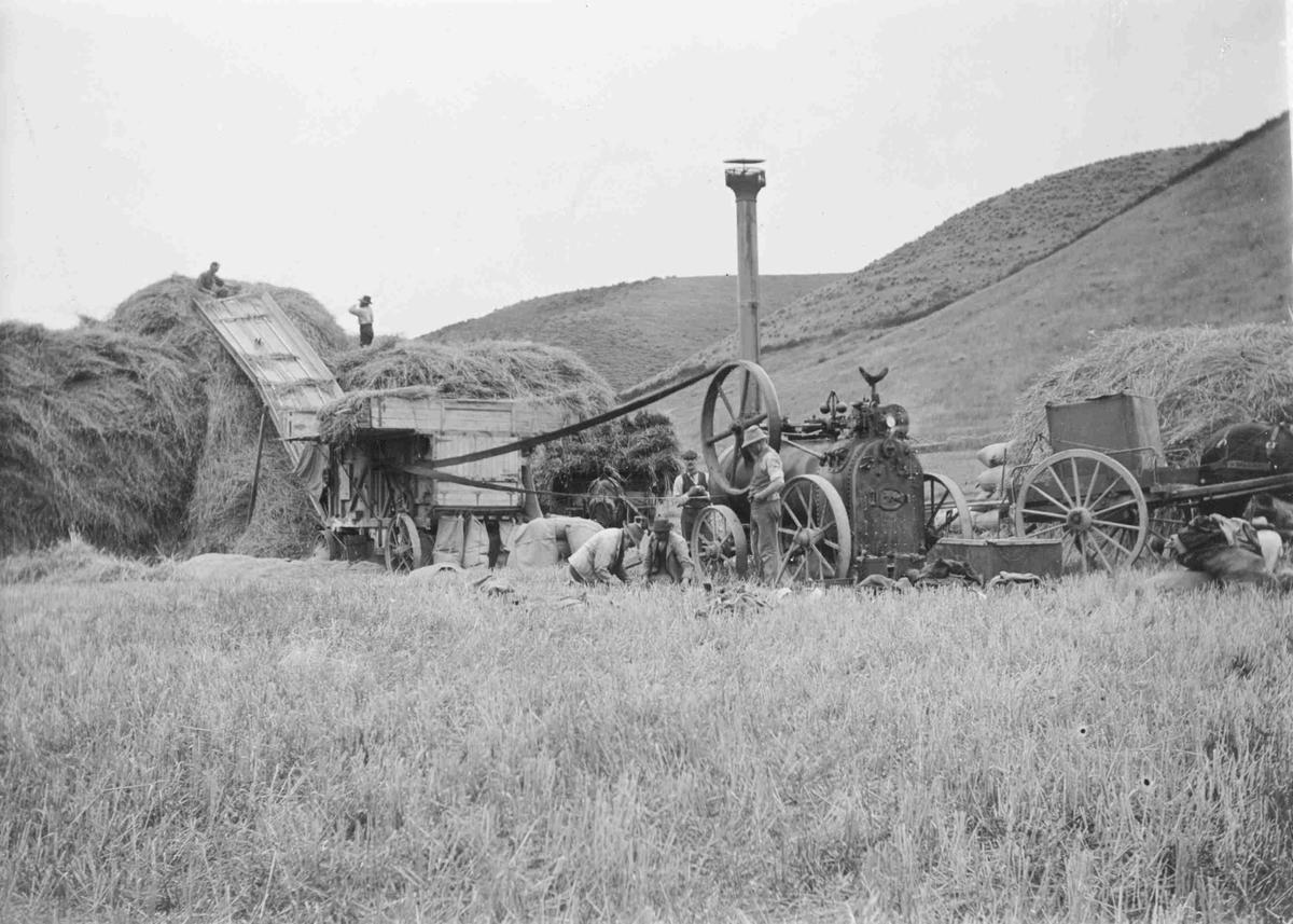 Threshing Scene - Culture Waitaki