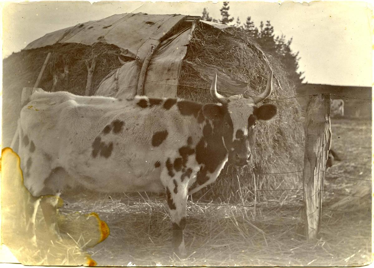 Cow beside a hay stack - Culture Waitaki
