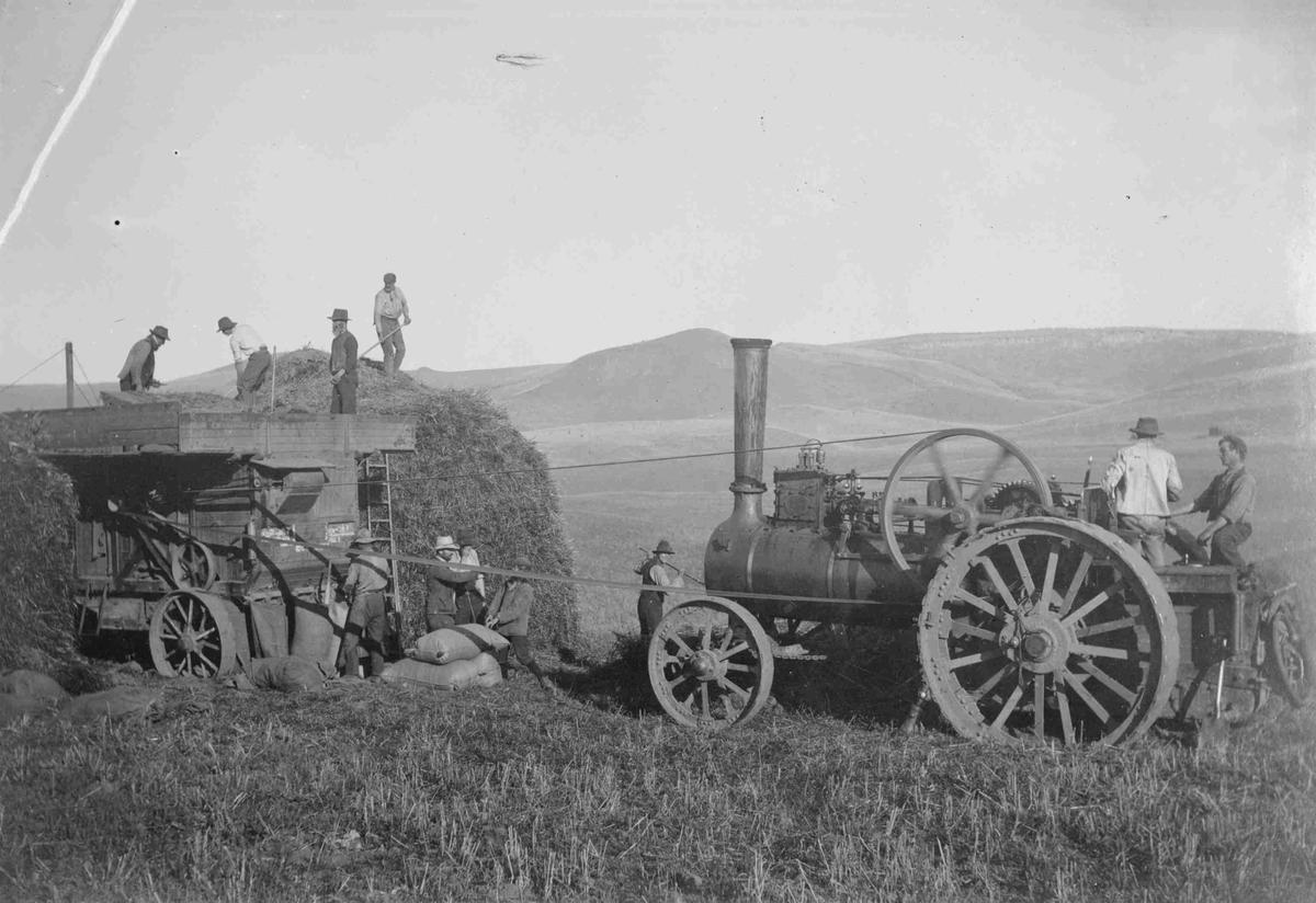 Threshing Scene- Ngapara Area? - Culture Waitaki