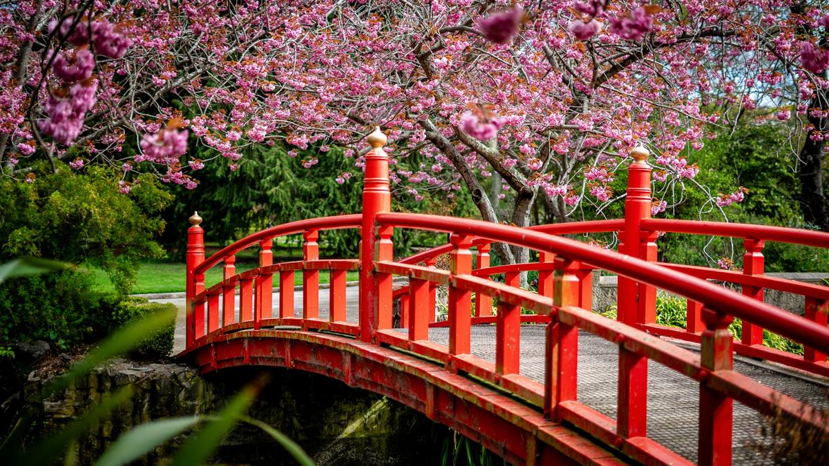 Japanese Red Bridge - Culture Waitaki